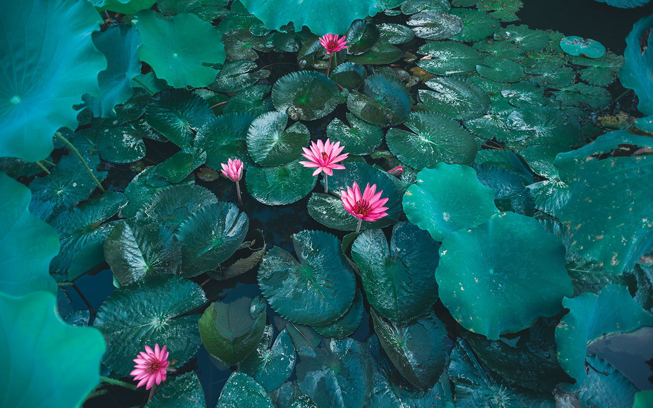 +50 aquatic plants: names and characteristics - with images - Garden Care